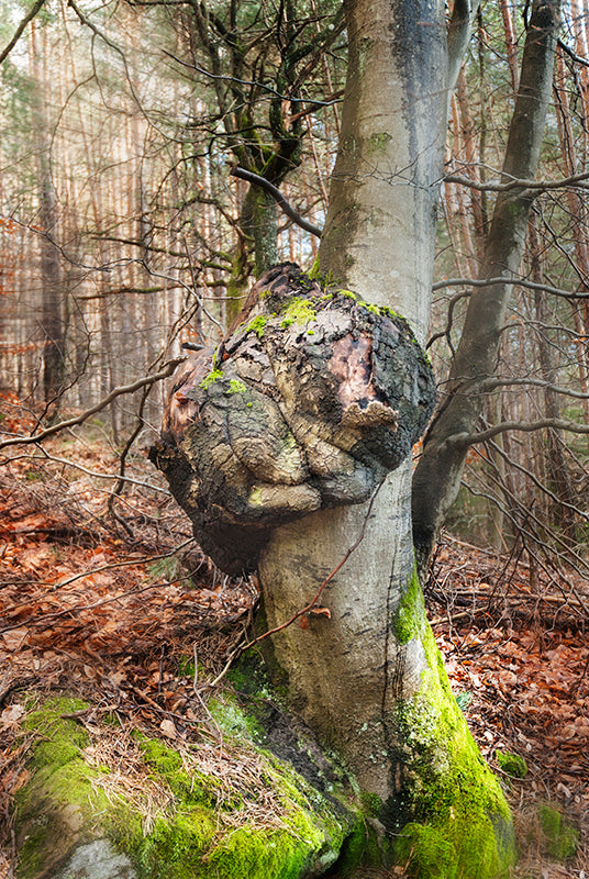 uralte Morla – Galerie Winterberg